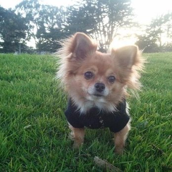 ANIMAL FRIENDS RESCUE PROJECT - Updated December 2025 - 41 Photos & 75 ...