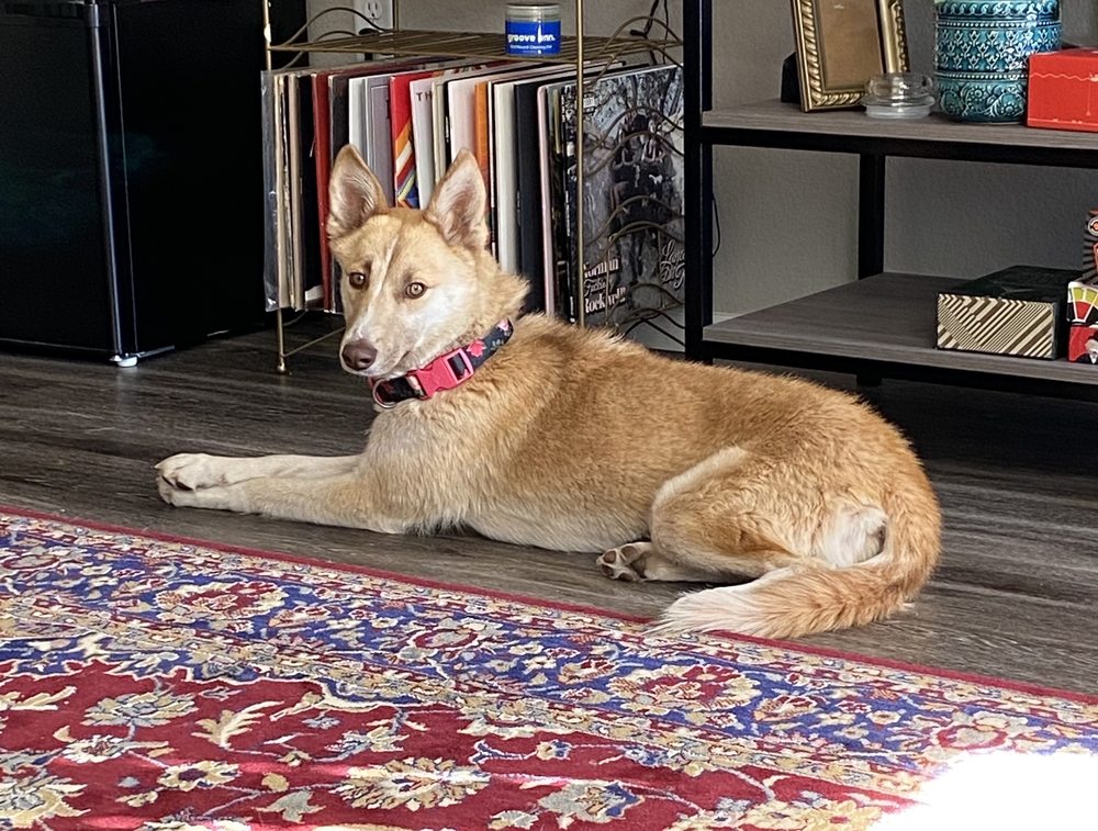 HIGH COUNTRY HUMANE - Updated February 2025 - 21 Photos & 22 Reviews ...