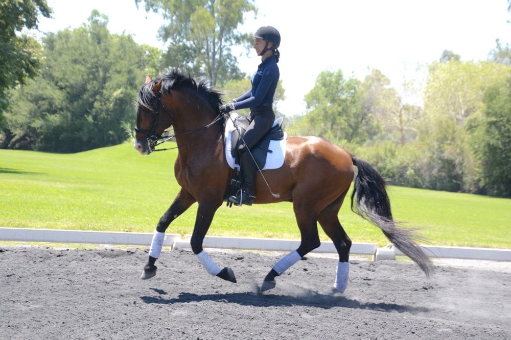 REGAL EQUESTRIAN - 13 Photos - 11270 Dominica Ave, Lake View Terrace ...