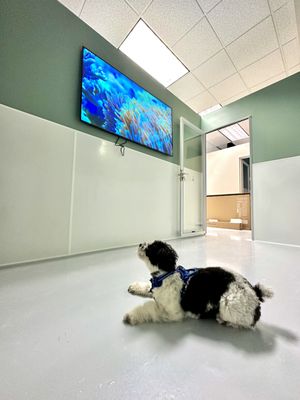 GIVING TREE PET RESORT - Updated December 2025 - 38 Photos & 23 Reviews ...