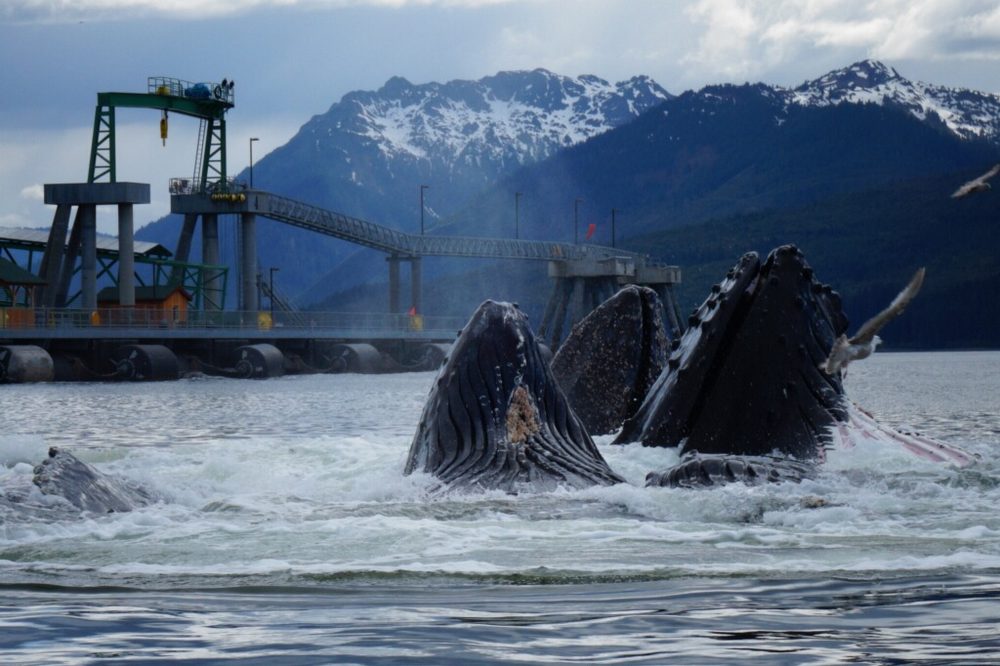 HUNA ADVENTURES - Updated May 2025 - Hoonah, Alaska - Fishing - Phone ...