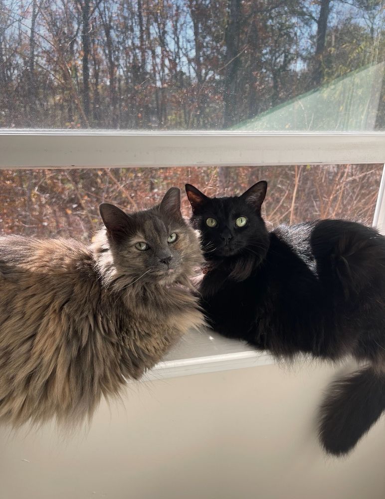 CONNECTICUT CAT CONNECTION - Updated December 2025 - 14 Reviews - 40 ...