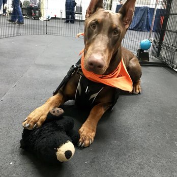 AHIMSA DOG TRAINING - Updated October 2025 - 57 Photos & 210 Reviews ...