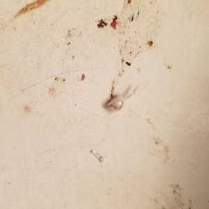 EWING ANNEX HOTEL - Updated October 2024 - 426 S Clark St, Chicago ...