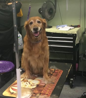 BARKS AND BUBBLES GROOMING - Updated October 2025 - 402 Photos & 485 ...