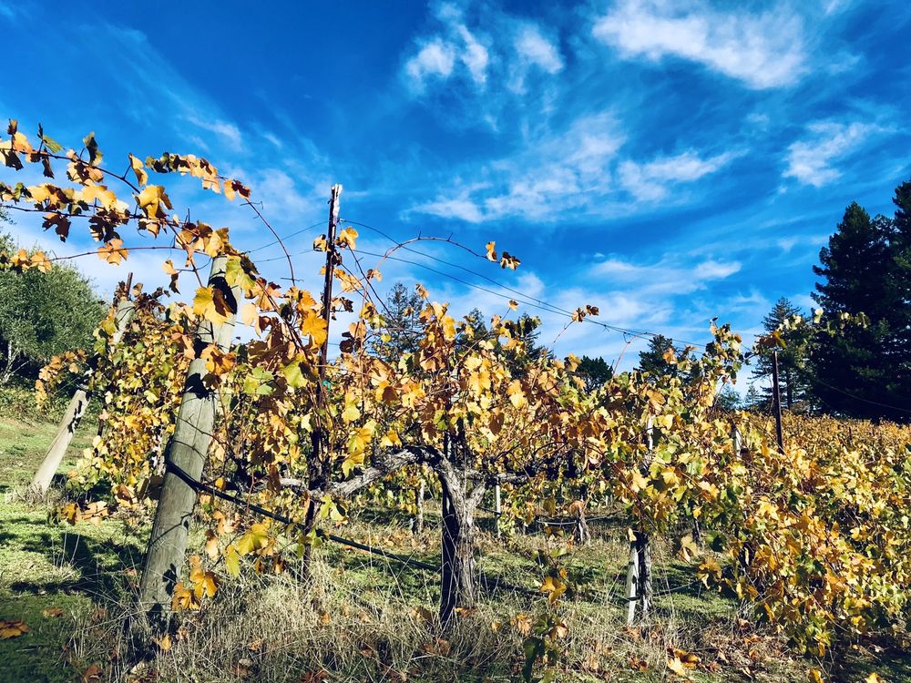 BYINGTON VINEYARD & WINERY - Updated October 2025 - 261 Photos & 250 ...