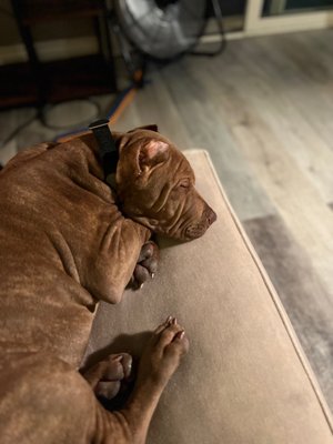 ANCHOR ANIMAL HOSPITAL - Updated December 2025 - 154 Photos & 327 ...