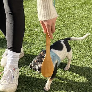KARMA DOG TRAINING - 595 Photos & 853 Reviews - Los Angeles, California ...