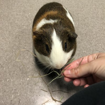 BURBANK ANIMAL SHELTER - 72 Photos & 138 Reviews - 1150 N Victory Pl ...