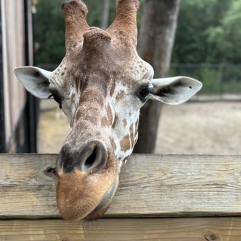 BEE CITY ZOO - Updated December 2025 - 419 Photos & 124 Reviews - 1066 ...