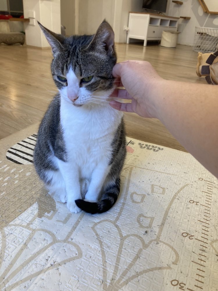 CASHMERE CAT CAFE - 360 Lonsdale St, Melbourne Victoria, Australia ...