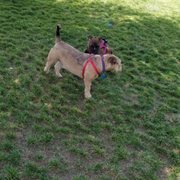 MORSE DOG PARK - 199 Photos & 42 Reviews - Dog Parks - 5540 Bellaterra ...