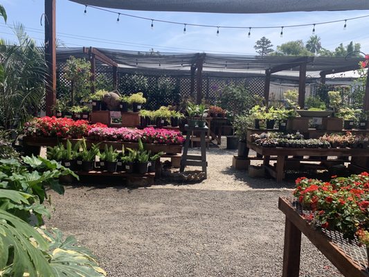 Flower Power Enfield Trading Hours | Best Flower Site