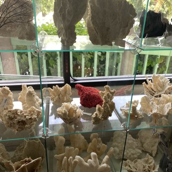 SHELL WORLD - 171 Photos & 94 Reviews - 97600 Overseas Hwy, Key Largo ...