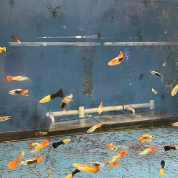 THAT FISH PLACE - THAT PET PLACE - Updated December 2025 - 149 Photos ...