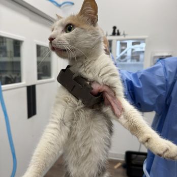 AMAZING SMALL ANIMAL PRACTICE - Updated September 2025 - 78 Photos ...