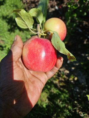 LAWRENCE FARMS ORCHARDS - Updated October 2025 - 379 Photos & 164 ...