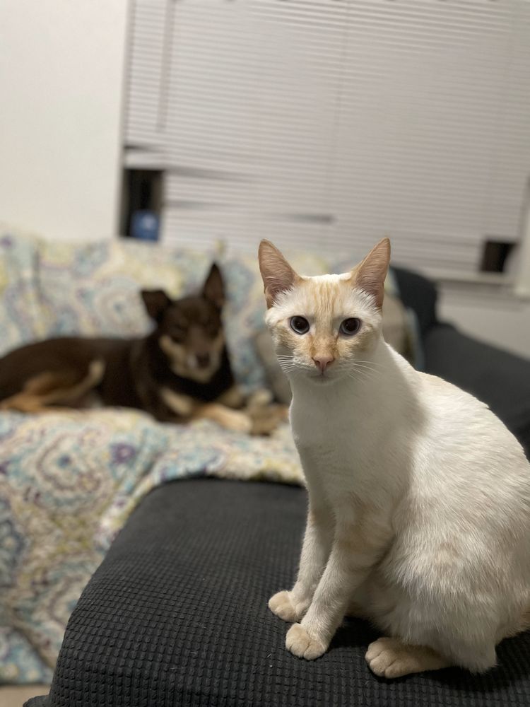 INFINITY VET - Updated October 2025 - Lahaina, Hawaii - Veterinarians ...