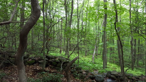 NAUGATUCK STATE FOREST - Updated November 2025 - 14 Photos - Buswell St ...