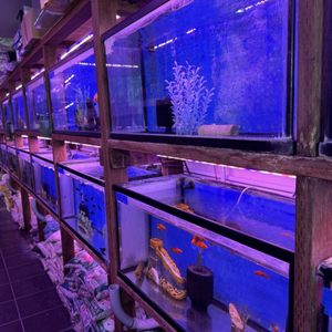 CK FISH WORLD - Updated June 2025 - 438 Photos & 466 Reviews - 541 ...