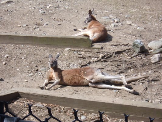 CAPRON PARK ZOO - 150 Photos & 75 Reviews - 201 County St, Attleboro ...