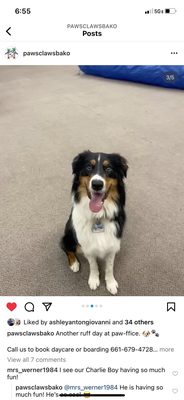 PAWS AND CLAWS PET RESORT - Updated October 2024 - 21 Photos & 36 ...