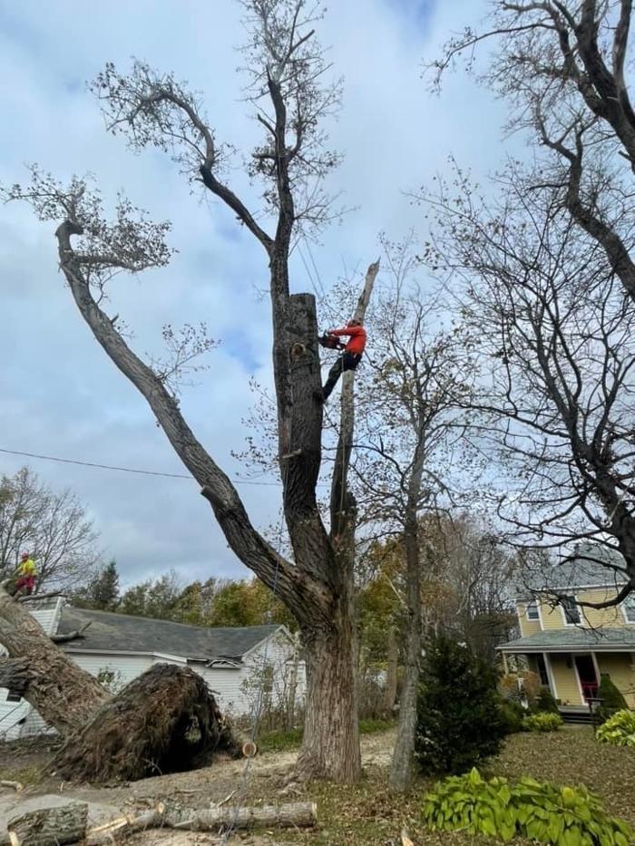 MCCONKEY TREE SERVICE - Updated May 2026 - 222 Station Road RR 1 ...