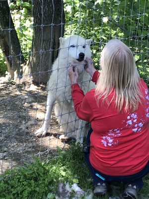 THE WOLF SANCTUARY OF PA - 255 Photos & 83 Reviews - 465 Speedwell ...