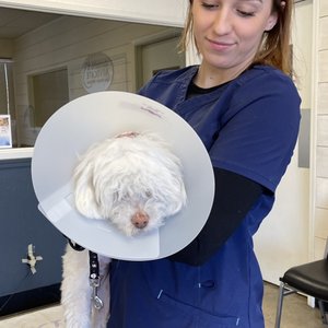 TRACY VETERINARY MEDICAL CENTER - 13 Photos - 2752 Naglee Rd, Tracy ...