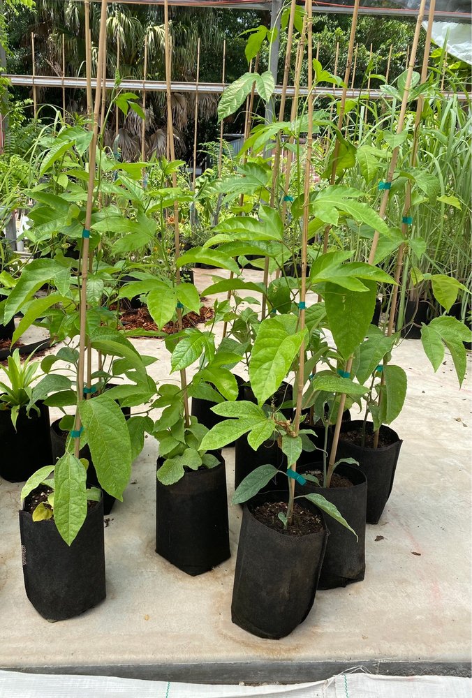 TREE AMIGOS GROWERS - Updated August 2025 - 27 Photos & 24 Reviews ...