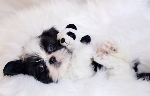 THE FAMILY SHIH TZU - ARIZONA PREMIER SHIH TZU BREEDER - Updated April ...