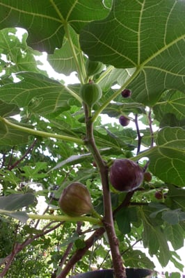 MY ITALIAN FIG TREE - Updated October 2025 - 12 Baldwin St, Milford ...