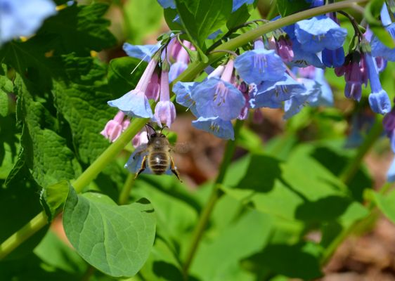IRVINE NATURE CENTER - Updated December 2025 - 36 Photos & 20 Reviews ...