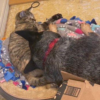 HOMEWARD PET ADOPTION CENTER - Updated October 2025 - 77 Photos & 129 ...