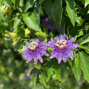 PICKRELL PARK - Updated June 2025 - 17 Photos - 200 Aero Ave, Schertz ...