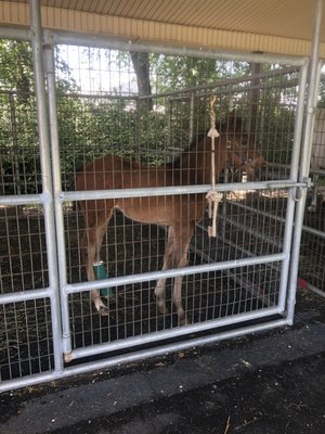 ROOD & RIDDLE EQUINE HOSPITAL - Updated December 2025 - 10 Photos ...