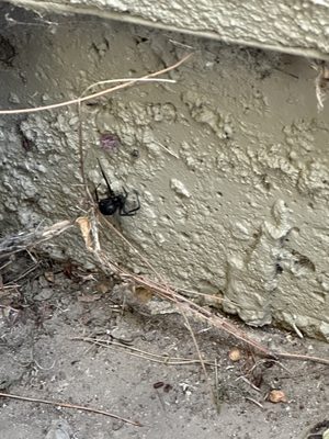 PRO ACTIVE PEST CONTROL - Updated January 2026 - 31 Photos & 218 ...