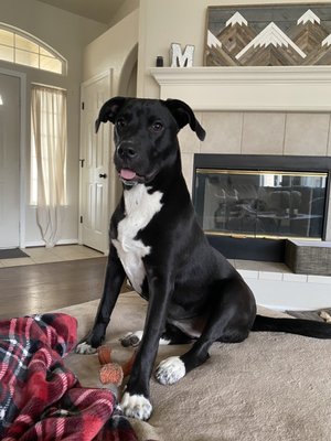 BUTTE HUMANE SOCIETY - Updated March 2026 - 10 Photos & 57 Reviews ...