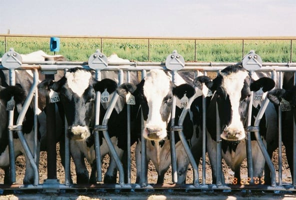 LONGMONT DAIRY FARM - 31 Photos & 108 Reviews - 920 Coffman, Longmont ...