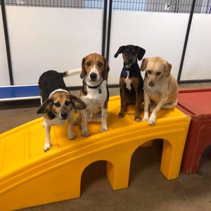 RED DOG PET RESORT & SPA - 27 Photos & 64 Reviews - 5081 Madison Rd, Cincinnati, Ohio - Pet ...