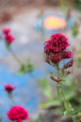 ALBANY BULB - Updated August 2025 - 1000 Photos & 248 Reviews - 1 ...
