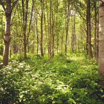 BINKY LEE PRESERVE - NATURAL LANDS - Updated July 2025 - 40 Photos ...