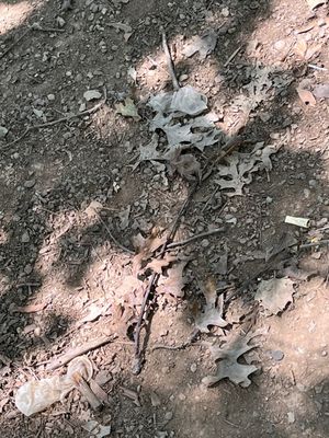 FRAZIER PARK - Updated September 2025 - 111 Photos & 54 Reviews - 1201 ...