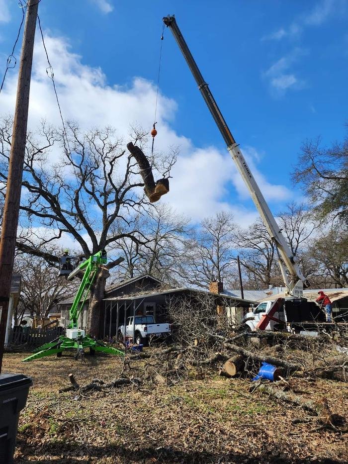 DANIEL’S TREE EXPERTS - Updated January 2026 - 82 Photos - Terrell ...