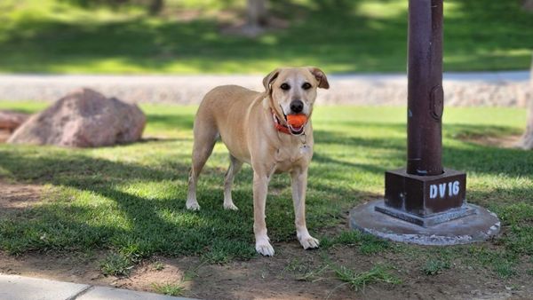 PECCOLE RANCH WALKING TRAIL - Updated January 2026 - 246 Photos & 52 ...