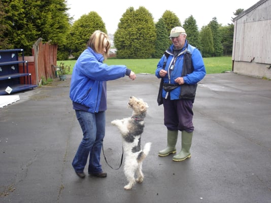 ROYVON DOG TRAINING AND HOTELS - Updated December 2024 - 16 Photos ...