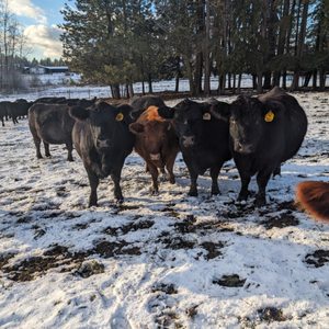 LONE CROW RANCH - Updated February 2025 - 3940 Gardenspot Rd, Loon Lake ...