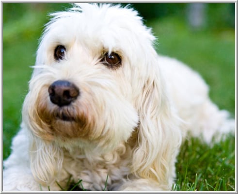 MANY PAWS - Updated December 2025 - 14 Photos & 66 Reviews - 2730 S ...