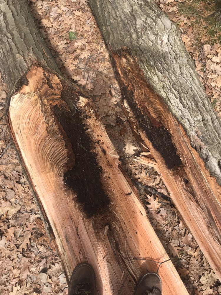 ADVANCE TREE SERVICE - Updated May 2026 - 25 Photos - 4393 Murner Rd ...