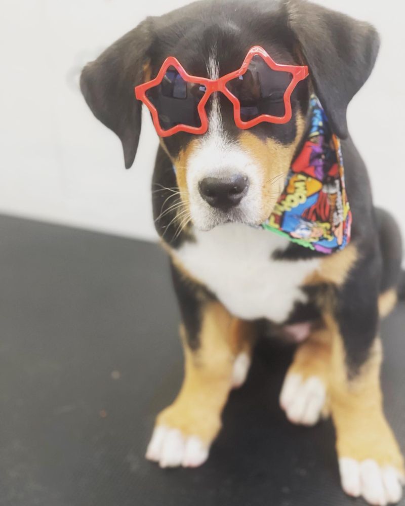 FRESH PAWS MOBILE SPA - Updated May 2026 - 23 Photos - Natick ...